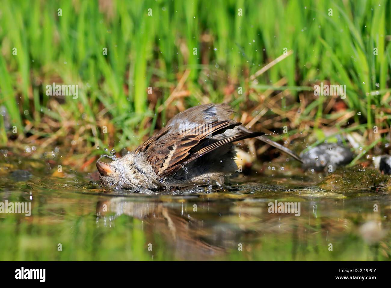 House sparrow (Passer domesticus), adult, female, bathing, in water ...