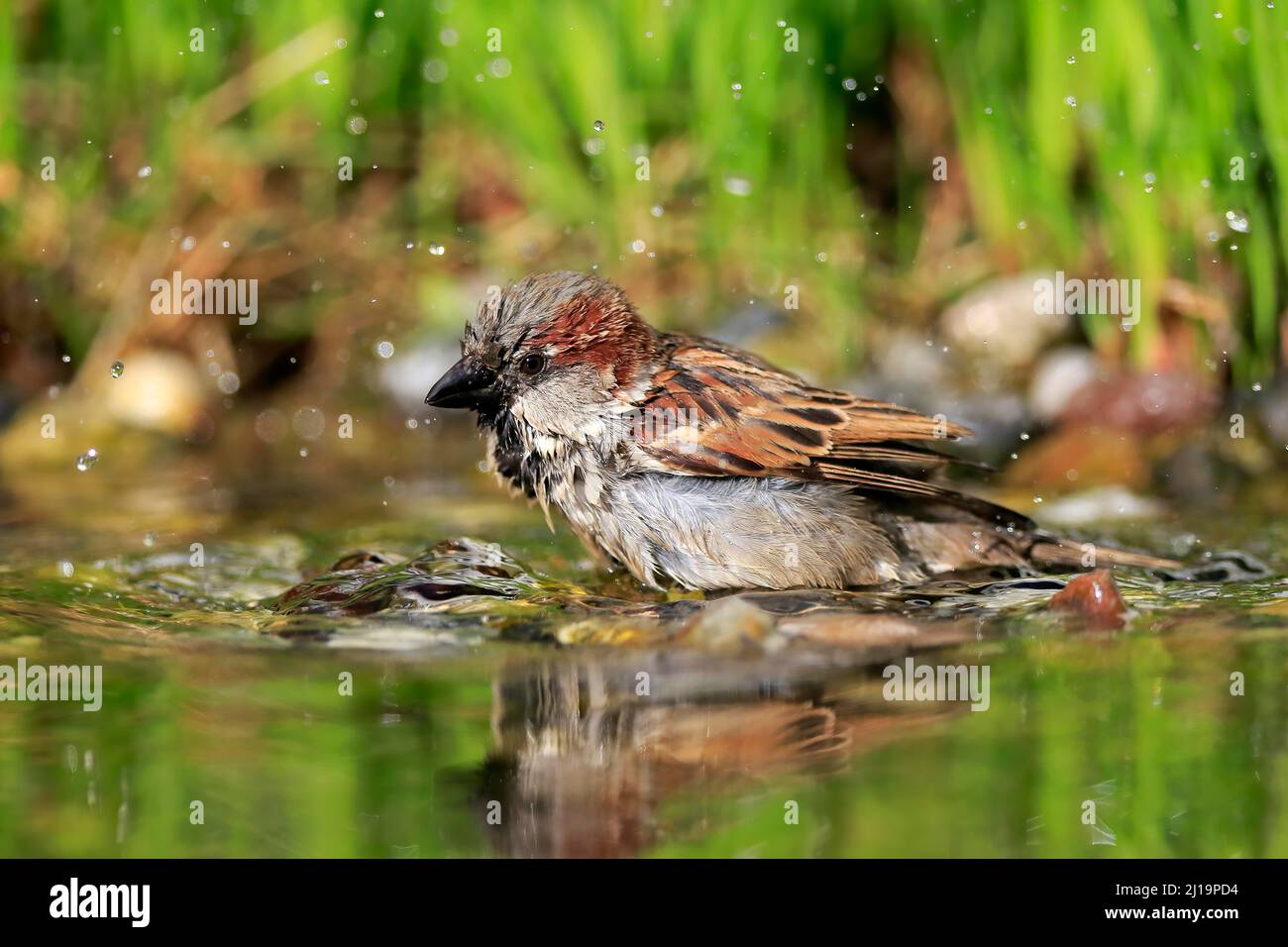 House sparrow (Passer domesticus), adult, male, bathing, in water ...