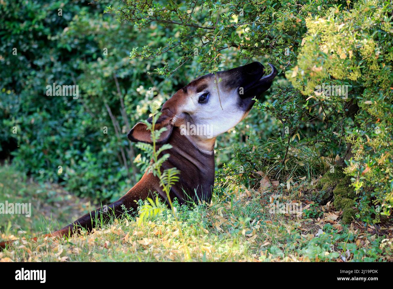 Okapi (Okapia johnstoni), adult, feeding, portrait, captive Stock Photo ...