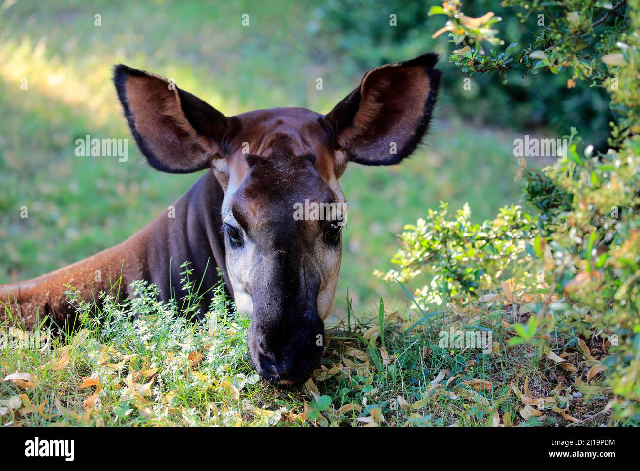 Okapi (Okapia johnstoni), adult, feeding, portrait, captive Stock Photo ...