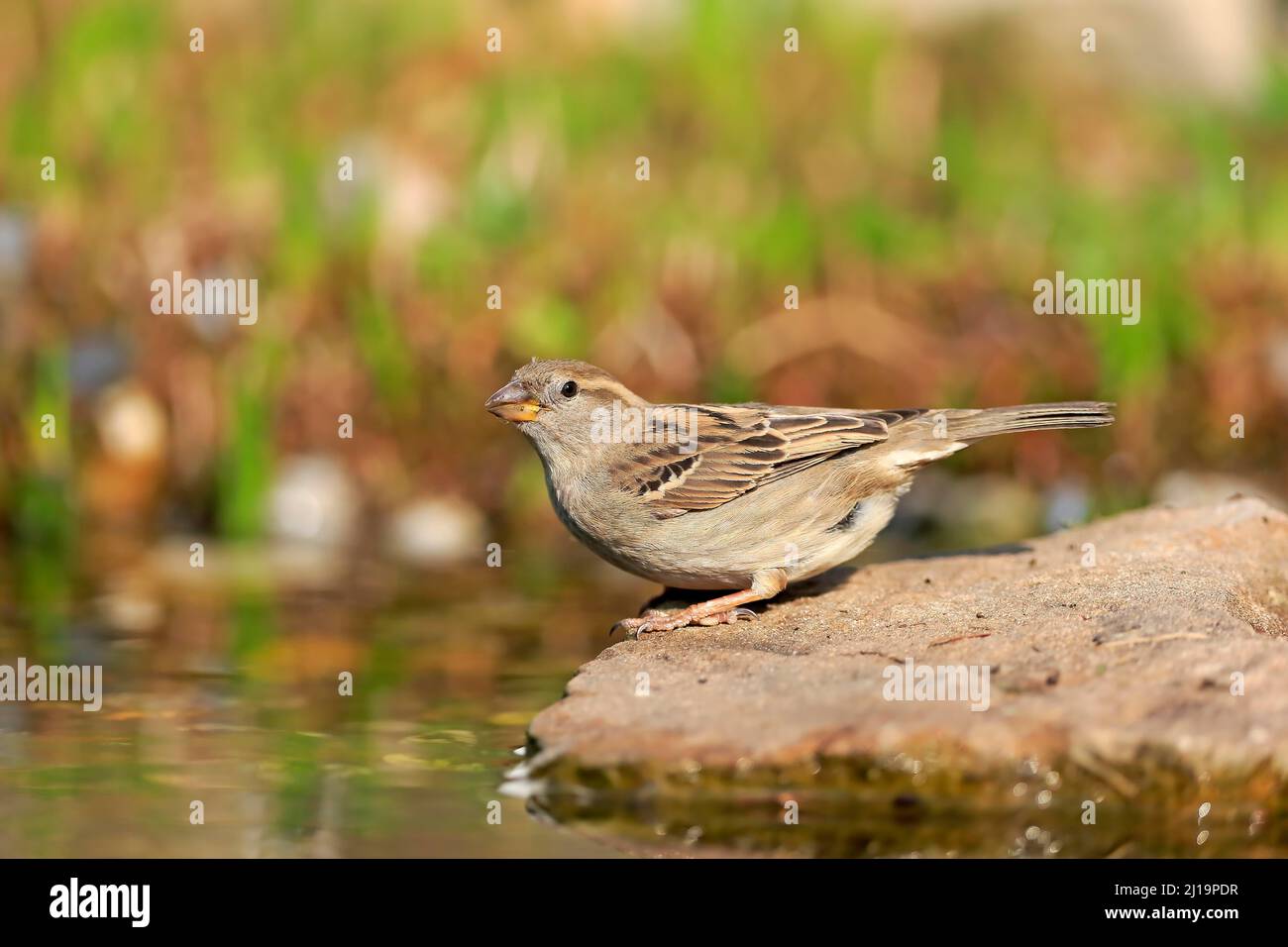 House sparrow (Passer domesticus), adult, female, at the water, garden ...