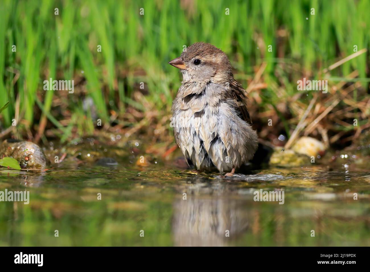 Female house sparrow bathing hi-res stock photography and images - Alamy