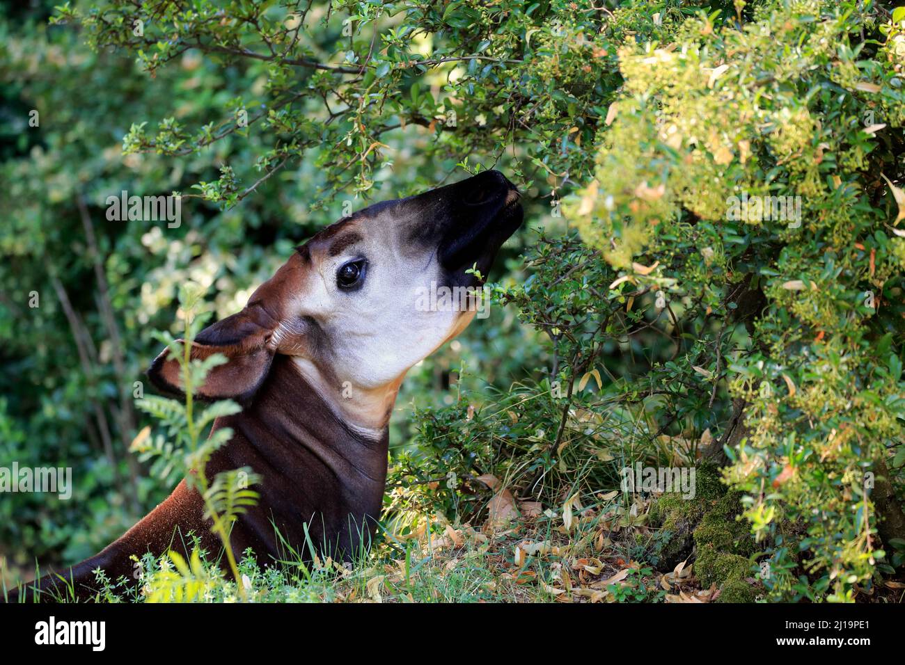 Adult feeding portrait hi-res stock photography and images - Alamy