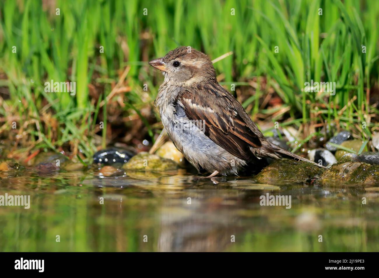 House sparrow (Passer domesticus), adult, female, bathing, in water ...