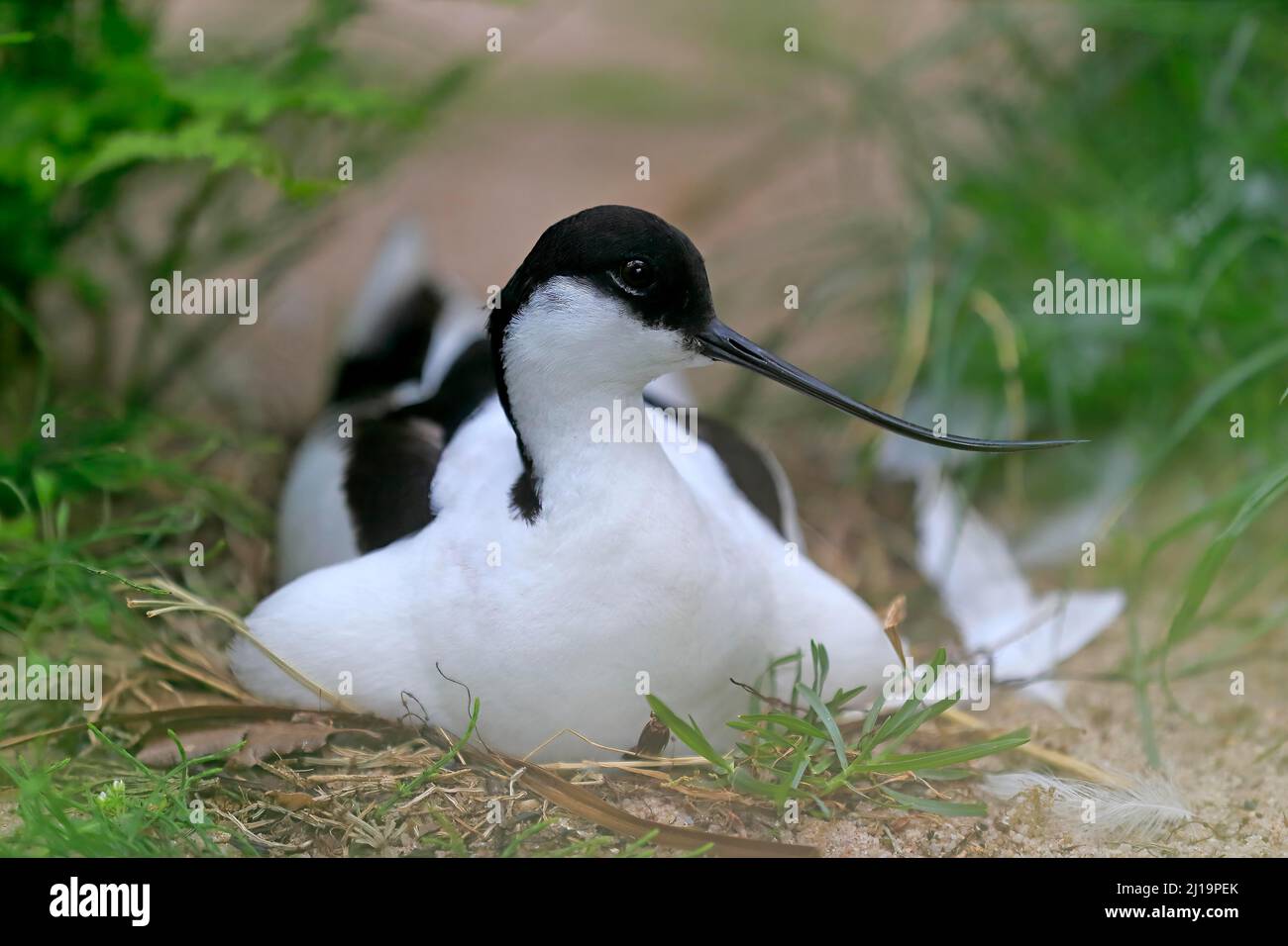 Black-capped avocet (Recurvirostra avosetta), adult, breeding, at nest ...