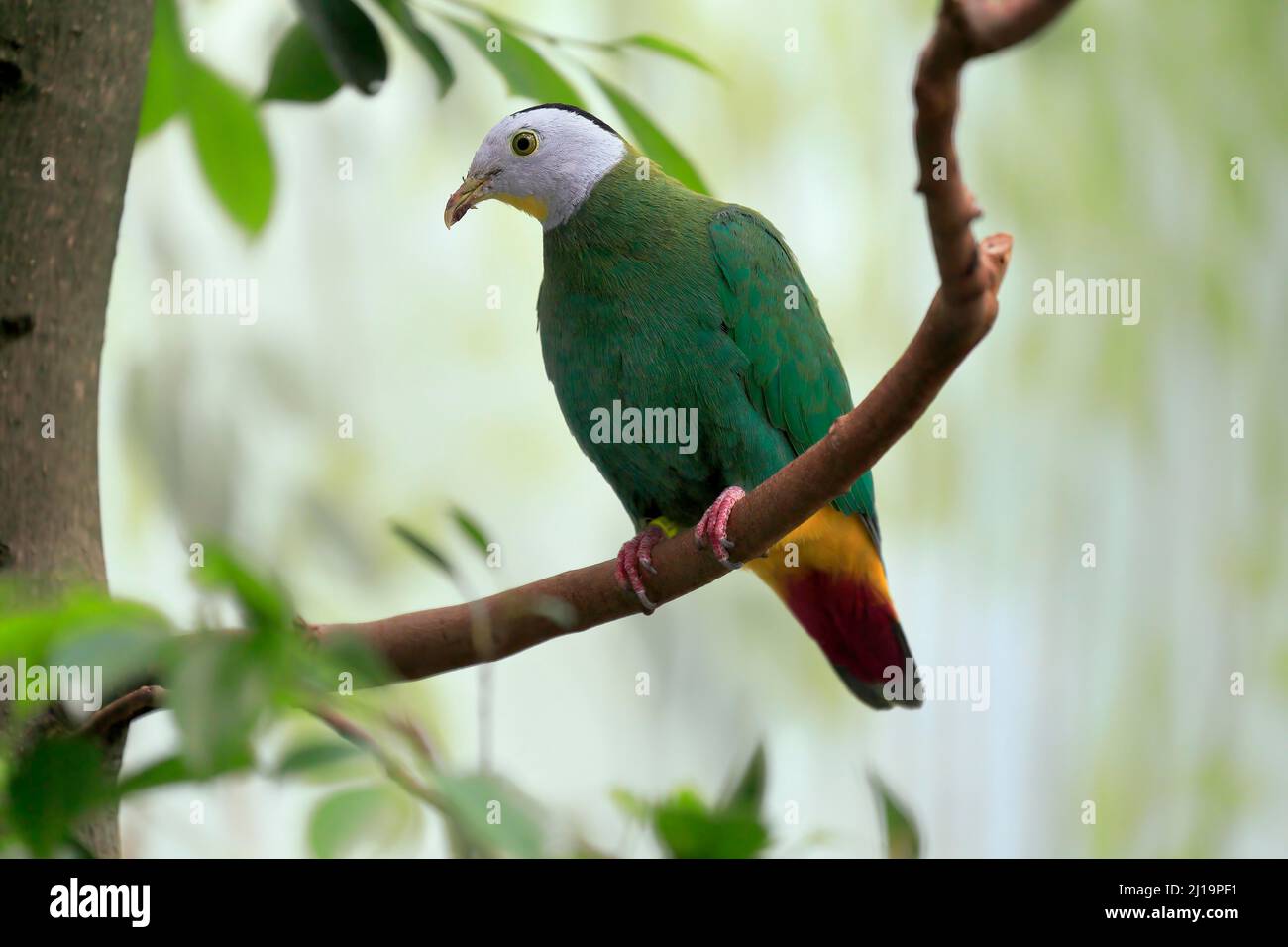 Black-naped fruit dove (Ptilinopus melanospilus), adult, male, perch ...