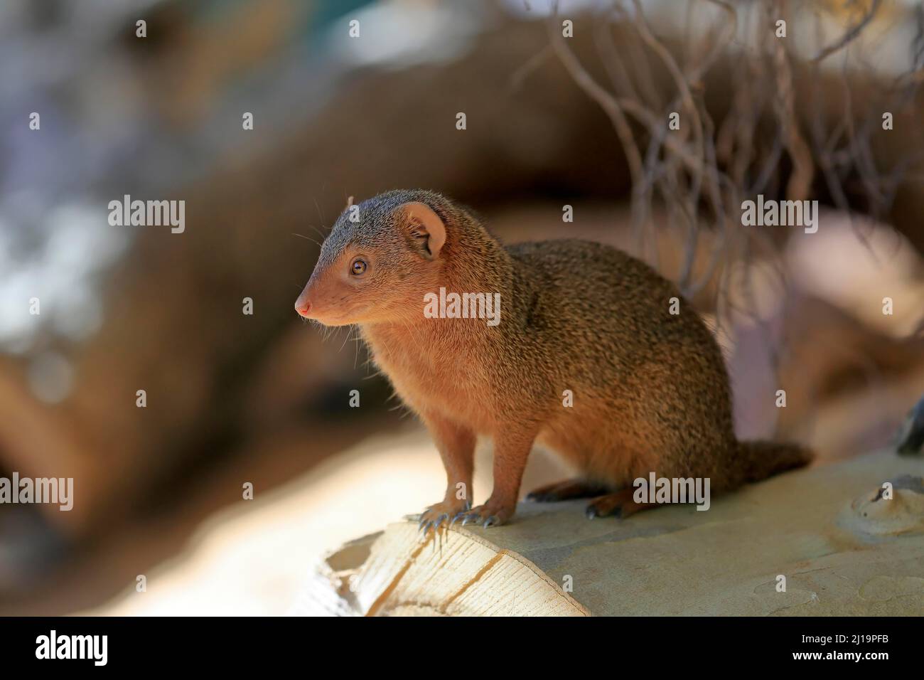 Dwarf mongoose (Helogale parvula), adult, on burrow, alert, captive ...