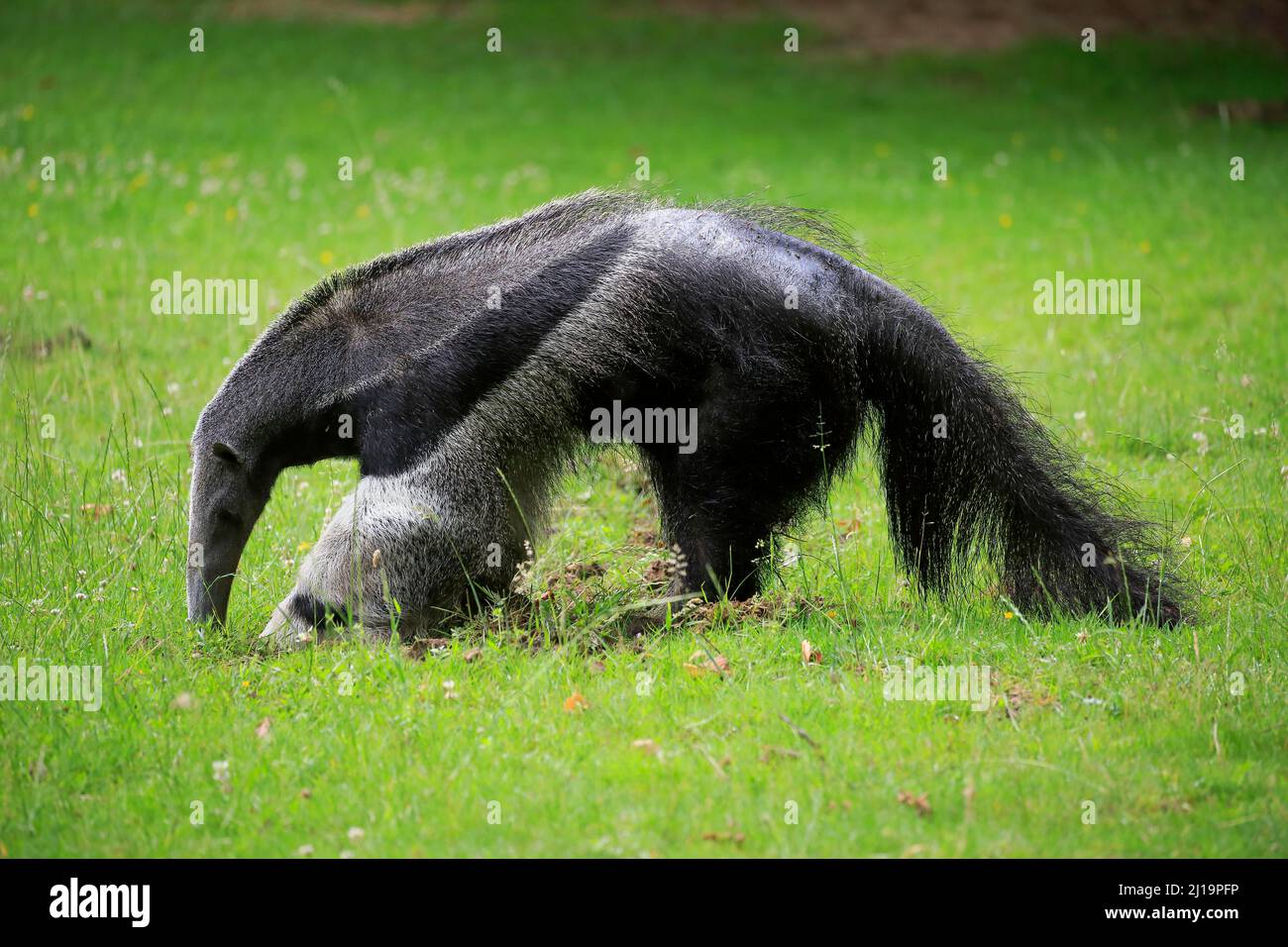 Giant anteater (Myrmecophaga tridactyla), adult, foraging, captive ...