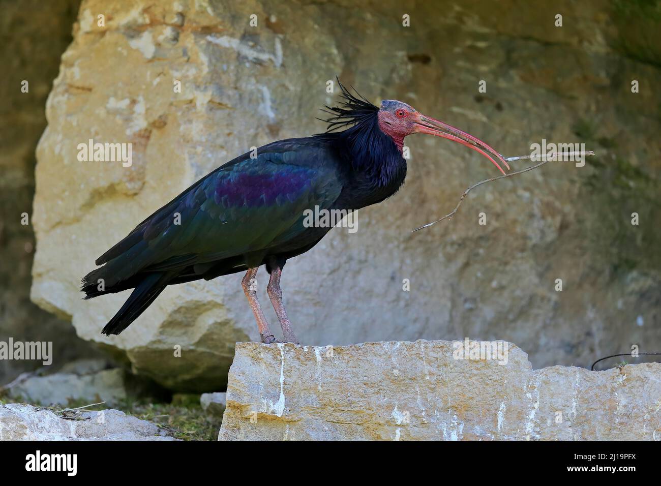 Northern bald ibis (Geronticus eremita), adult, at nest, nesting ...