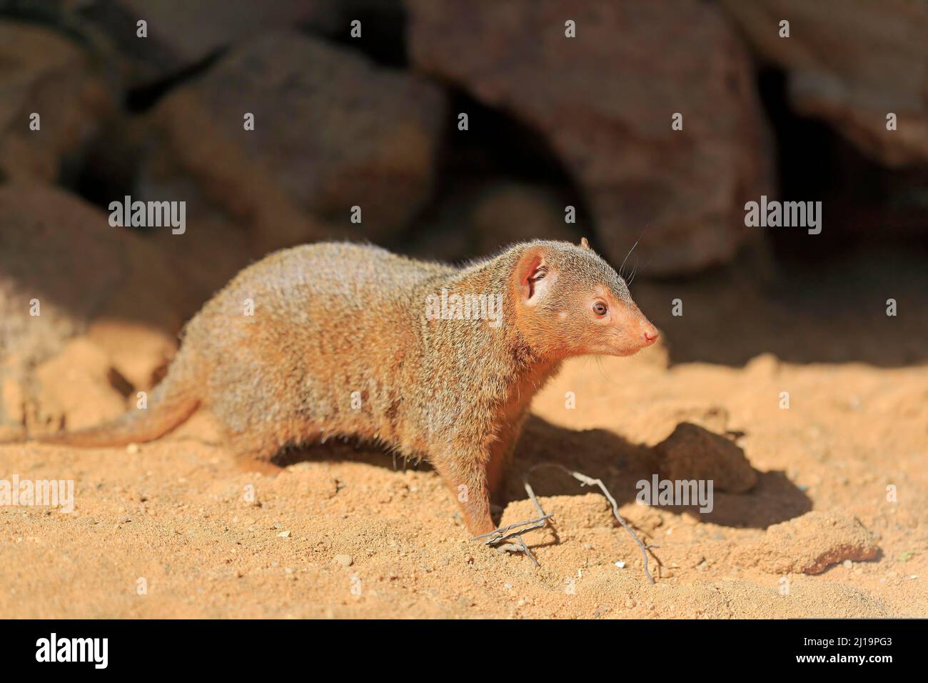 Dwarf mongoose (Helogale parvula), adult, on burrow, alert, captive ...