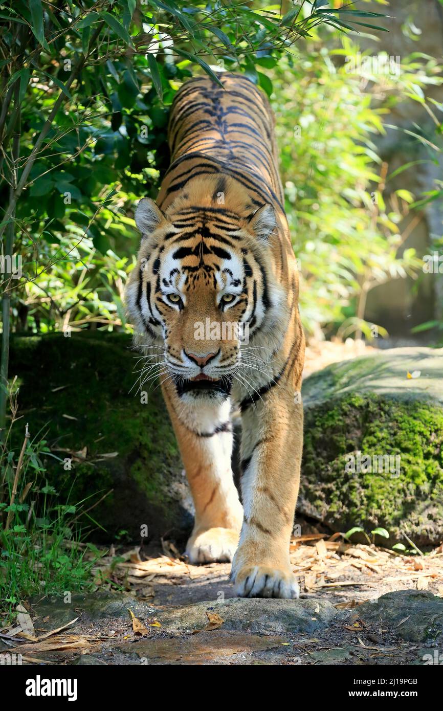 Siberian tiger (Panthera tigris altaica), adult, running, captive Stock Photo - Alamy