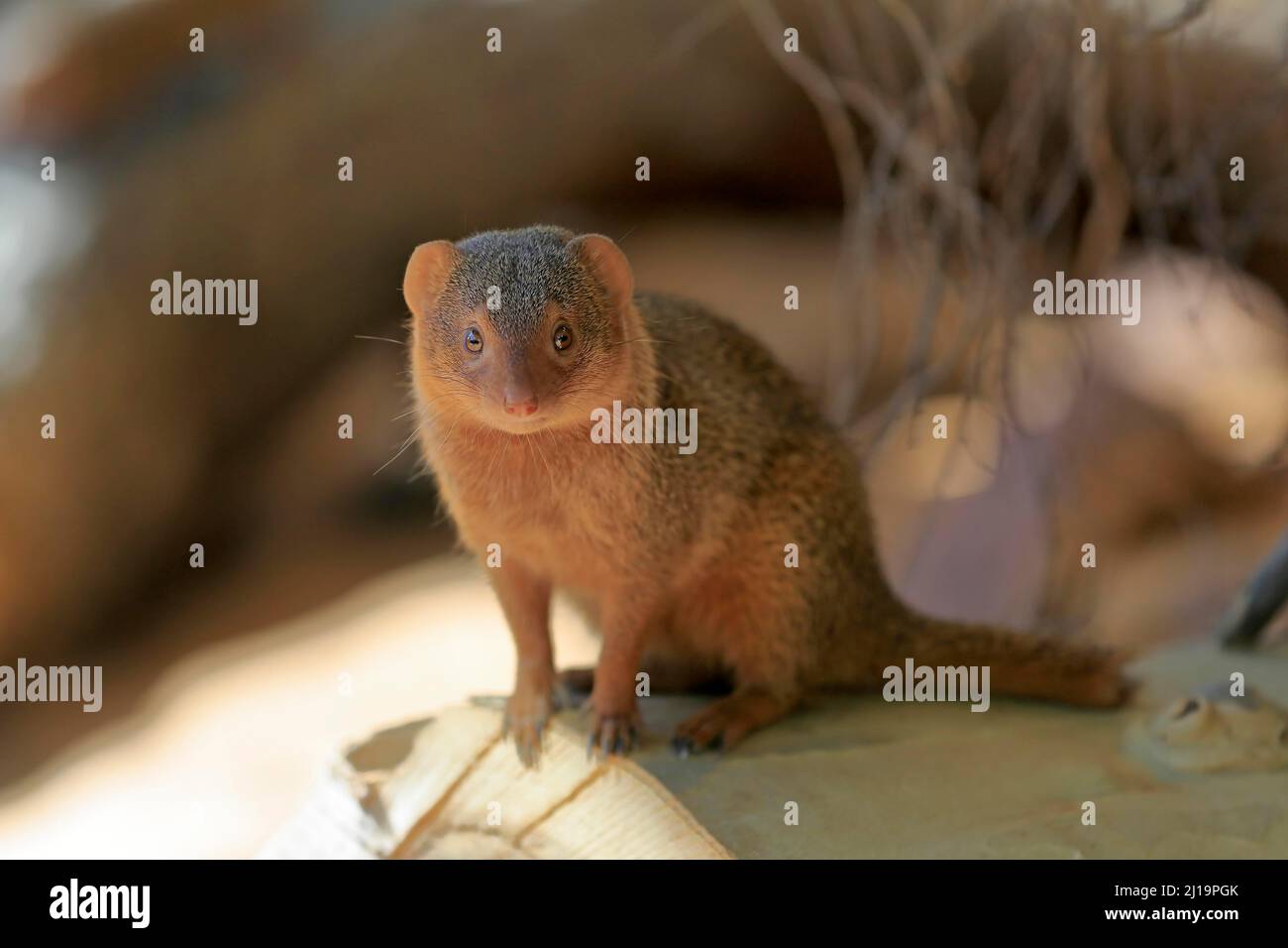Dwarf mongoose (Helogale parvula), adult, on burrow, alert, captive ...