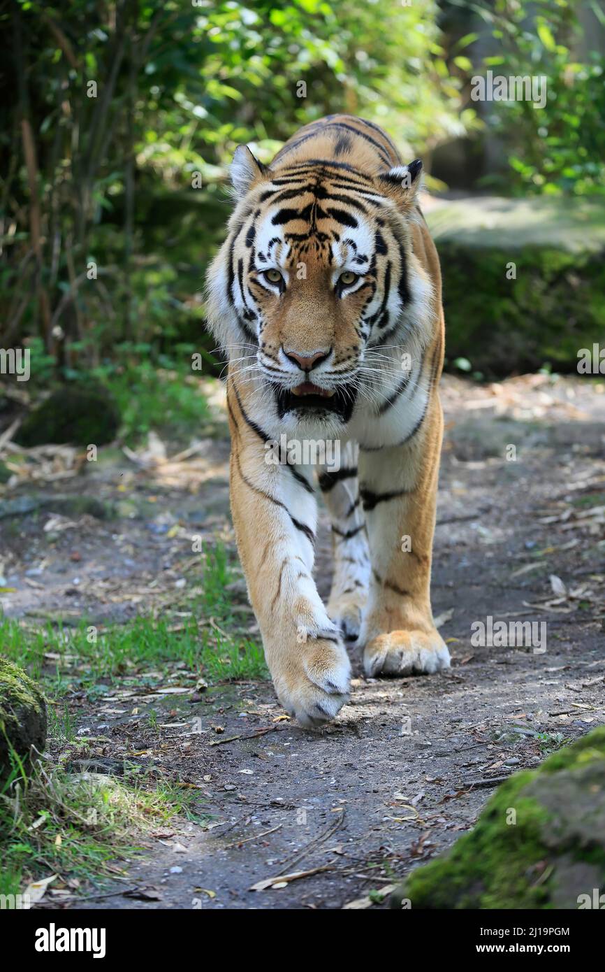Siberian tiger (Panthera tigris altaica), adult, running, captive Stock ...