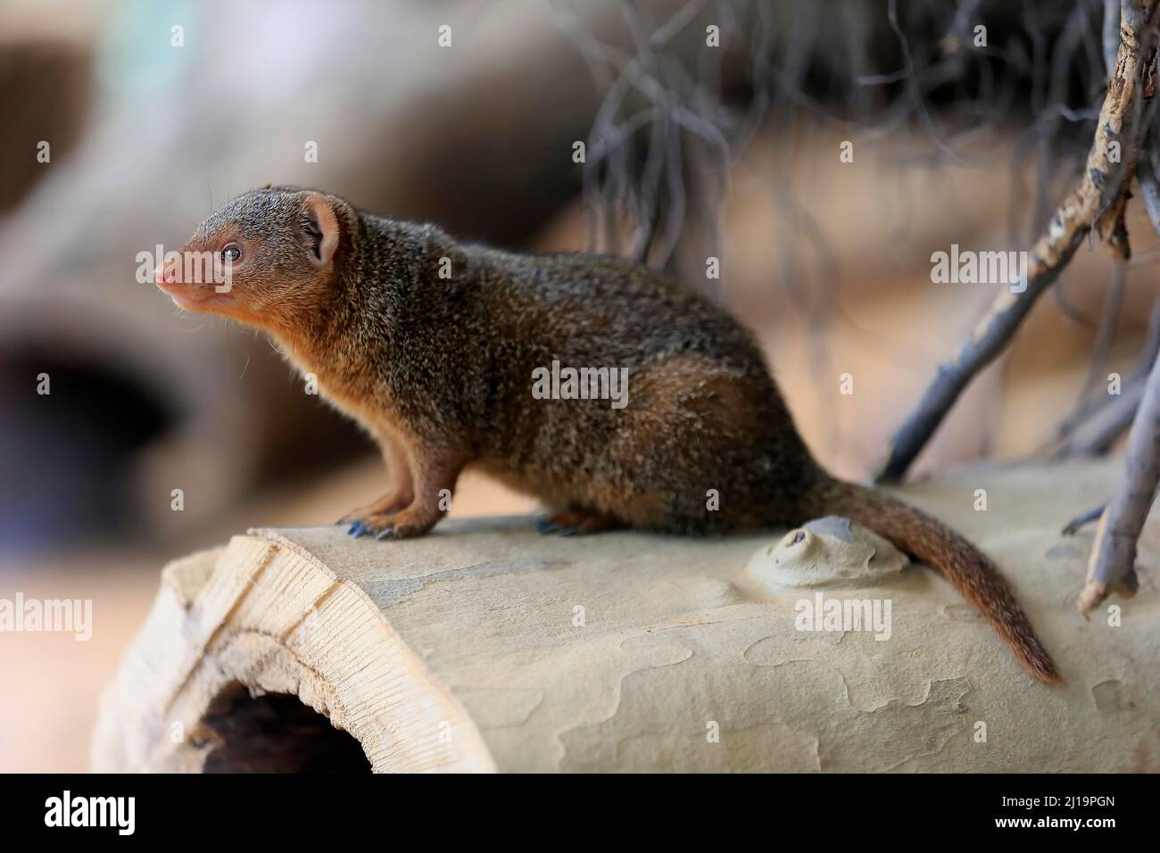 Dwarf mongoose (Helogale parvula), adult, on burrow, alert, captive ...
