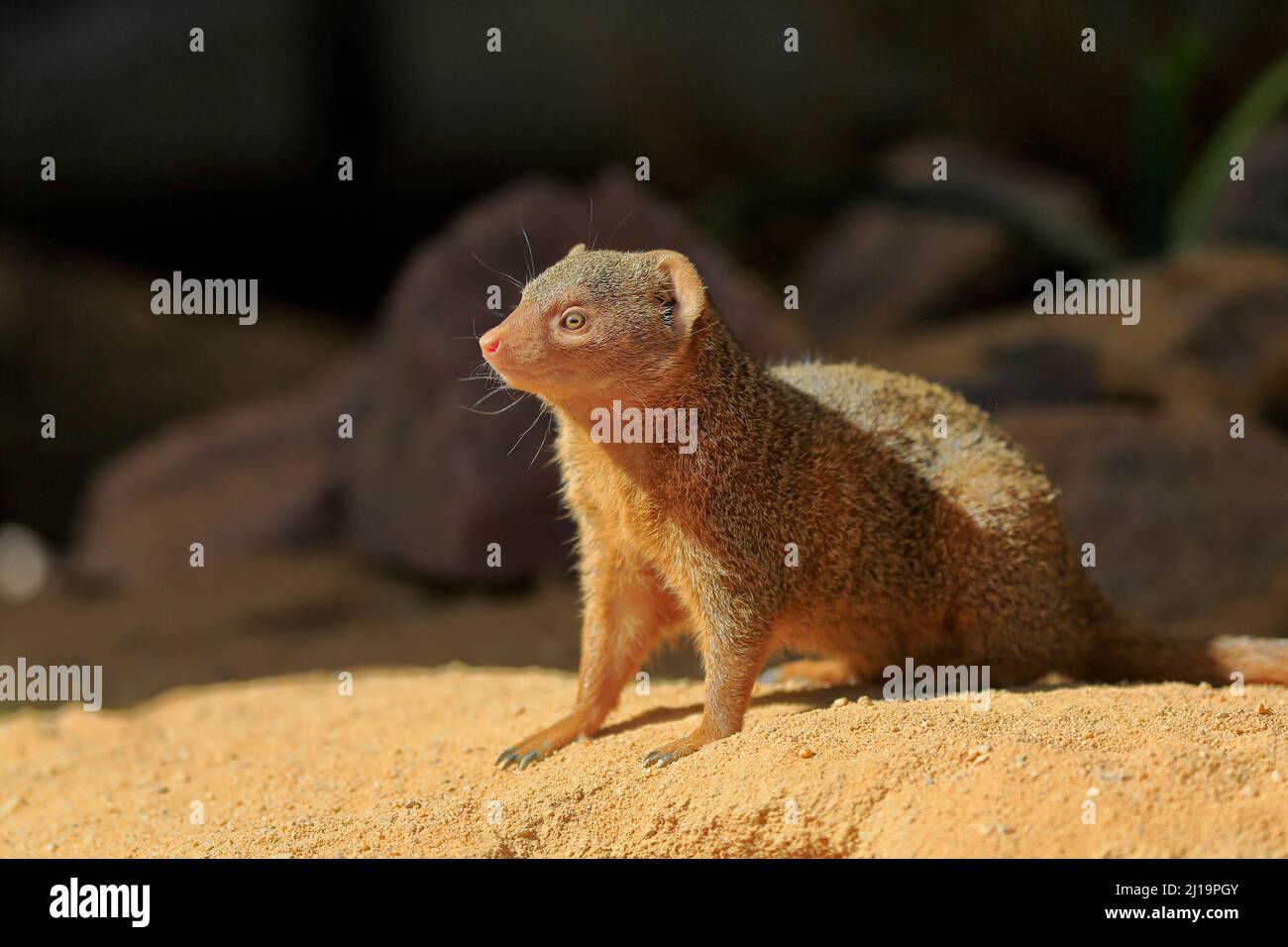 Dwarf mongoose (Helogale parvula), adult, on burrow, alert, captive ...