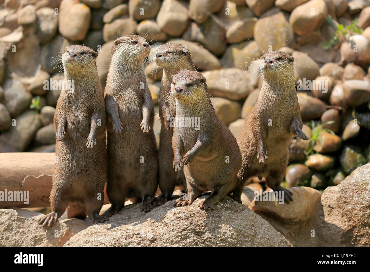 Oriental small-clawed otter (Amblonyx cinerea), adult, group, standing ...
