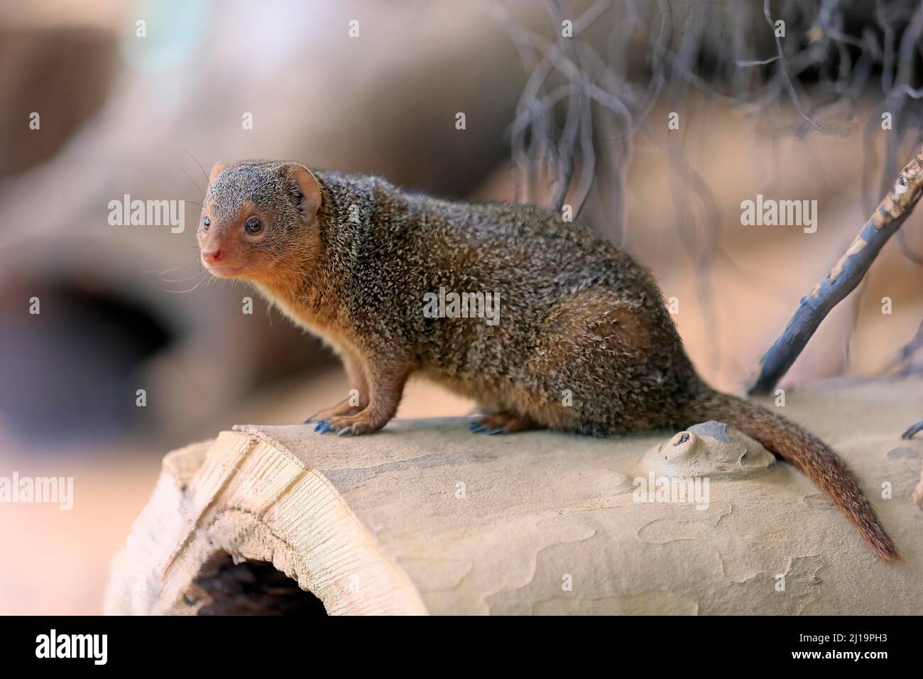 Dwarf mongoose (Helogale parvula), adult, on burrow, alert, captive ...