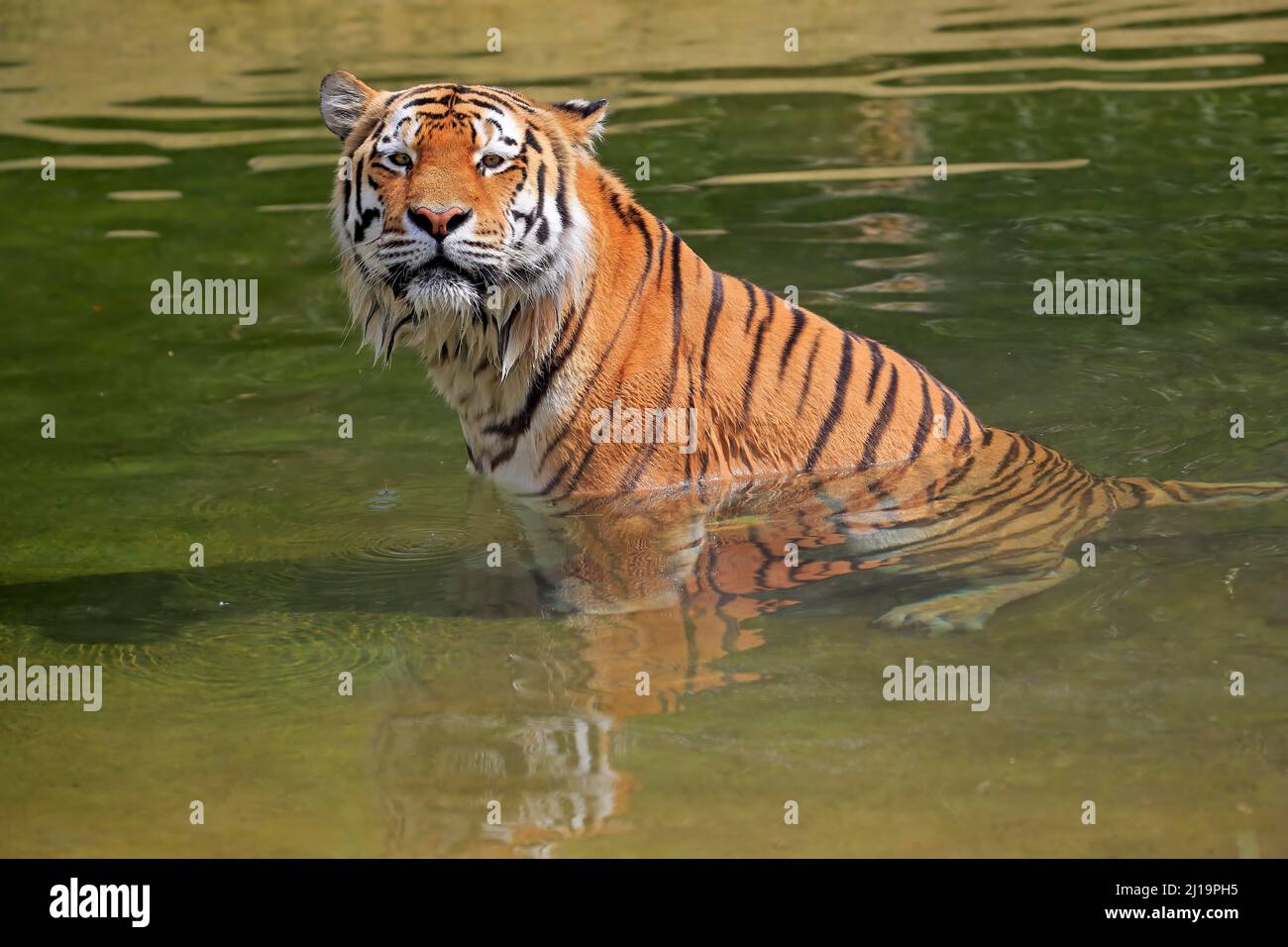 Siberian tiger (Panthera tigris altaica), adult, in water, captive Stock Photo - Alamy