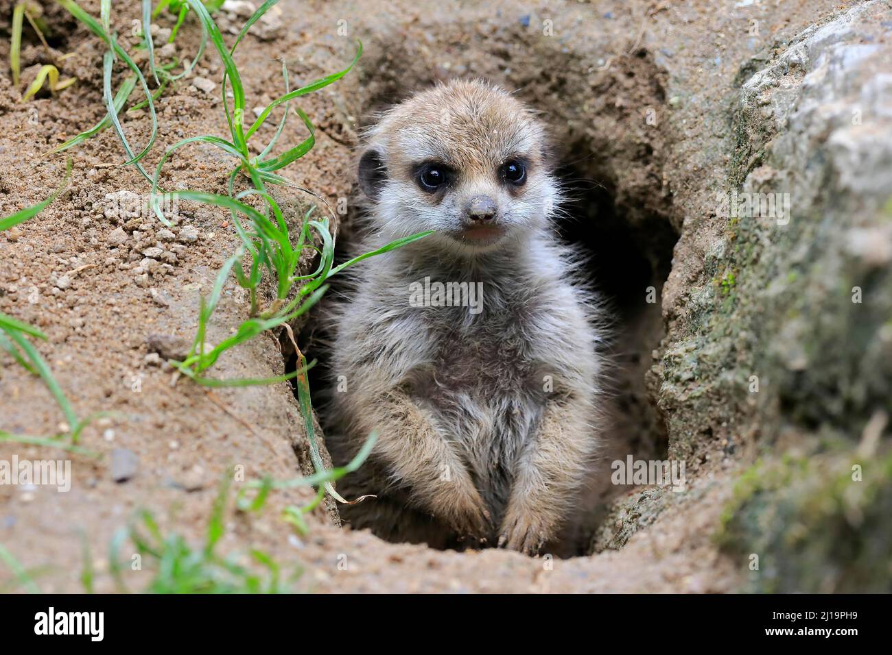 Meerkats (Suricata suricatta), young animal, at the burrow, captive ...
