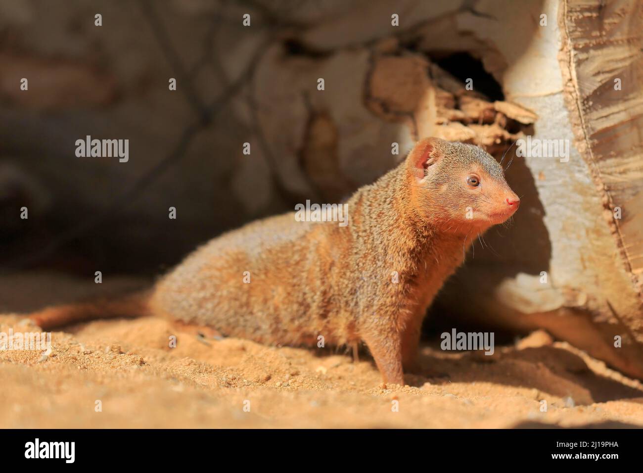 Dwarf mongoose (Helogale parvula), adult, on burrow, alert, captive ...