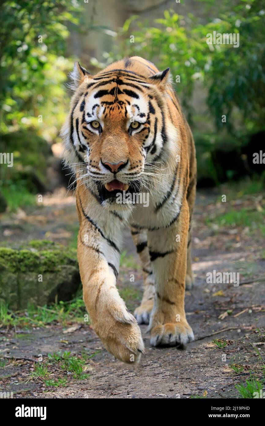 Siberian tiger (Panthera tigris altaica), adult, running, captive Stock ...