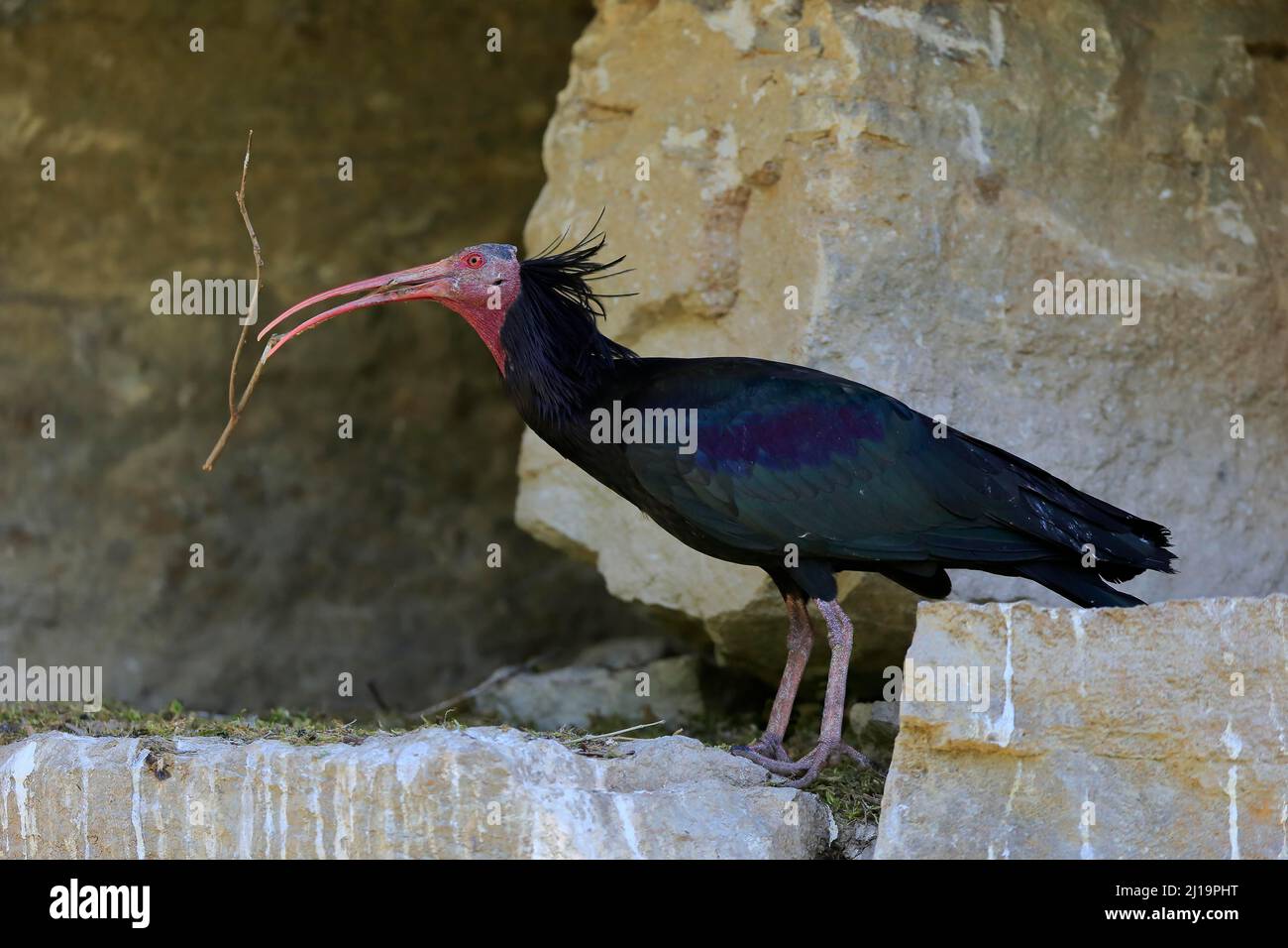 Northern bald ibis (Geronticus eremita), adult, at nest, nesting ...