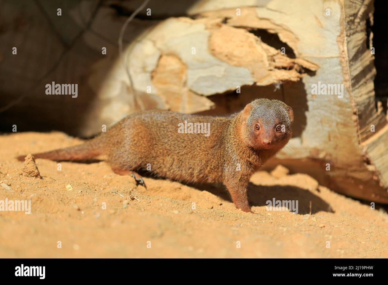 Dwarf mongoose (Helogale parvula), adult, on burrow, alert, captive ...