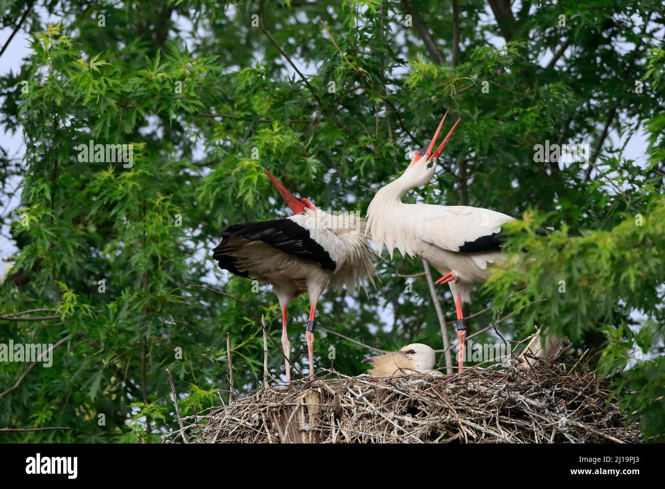 White stork rattling on nest hi-res stock photography and images - Alamy