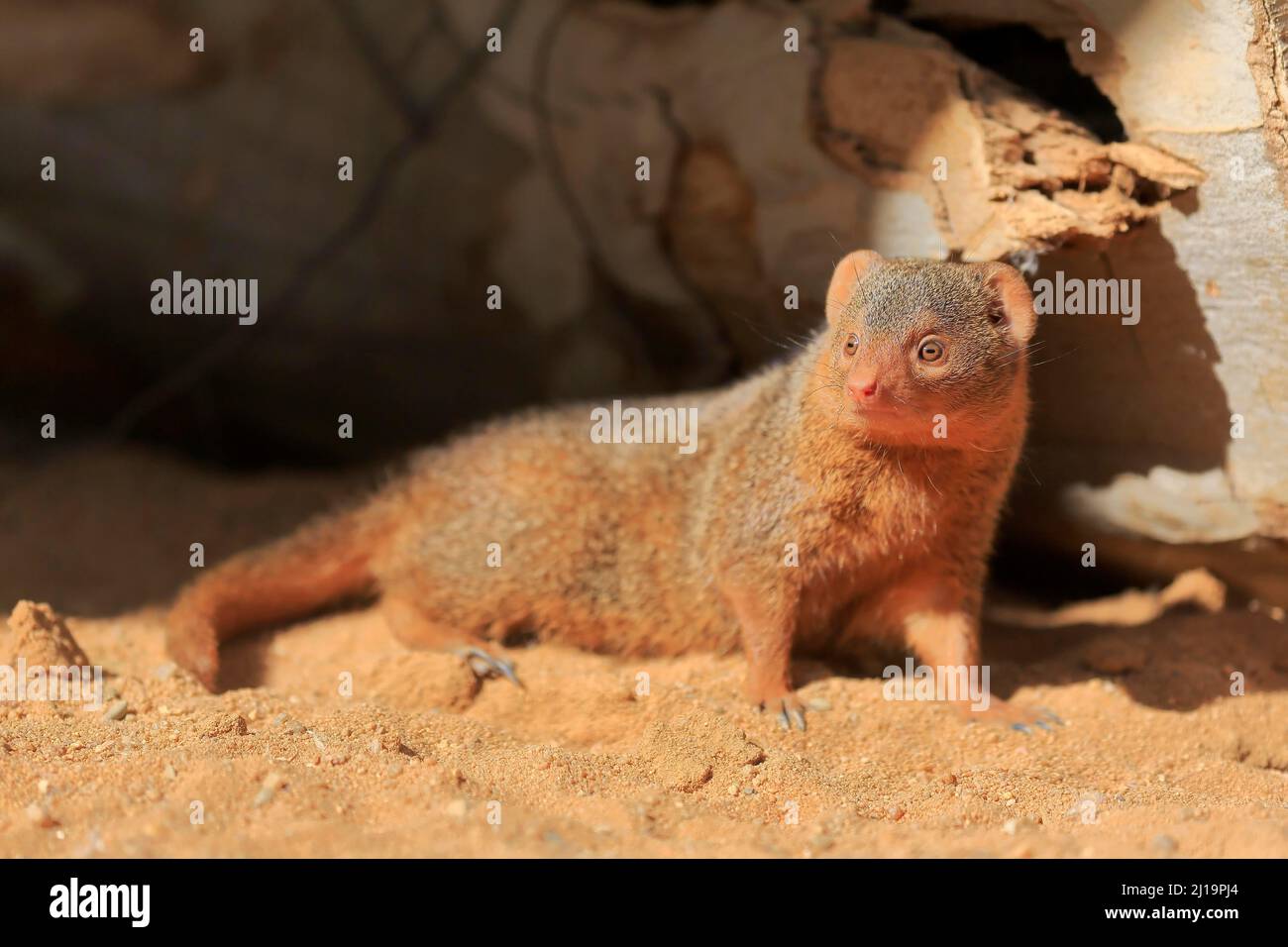 Dwarf mongoose (Helogale parvula), adult, on burrow, alert, captive ...