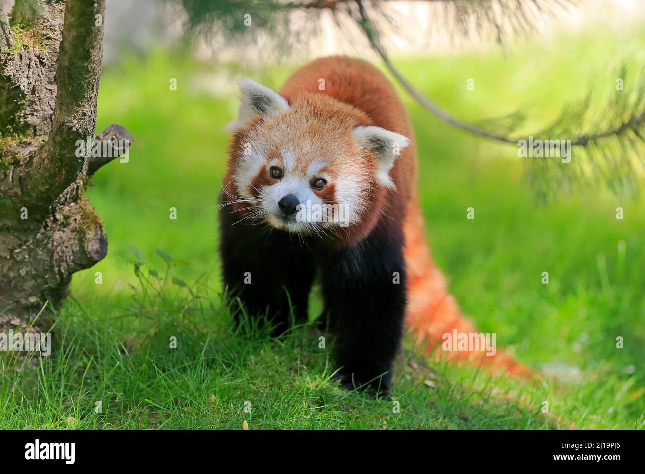 Red panda (Ailurus fulgens), adult, alert, on tree, captive Stock Photo ...