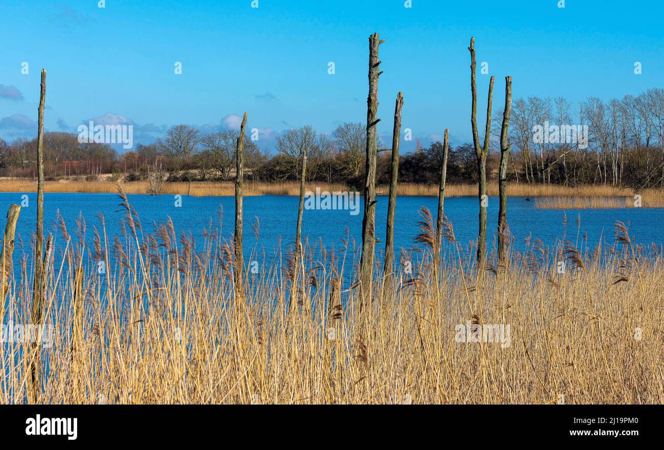 Nature reserve at the Mellnitz Ueselitzer Wiek on Ruegen, Mecklenburg ...