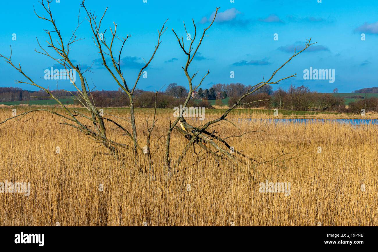 Dead trees, nature reserve at Mellnitz Ueselitzer Wiek on the island of ...