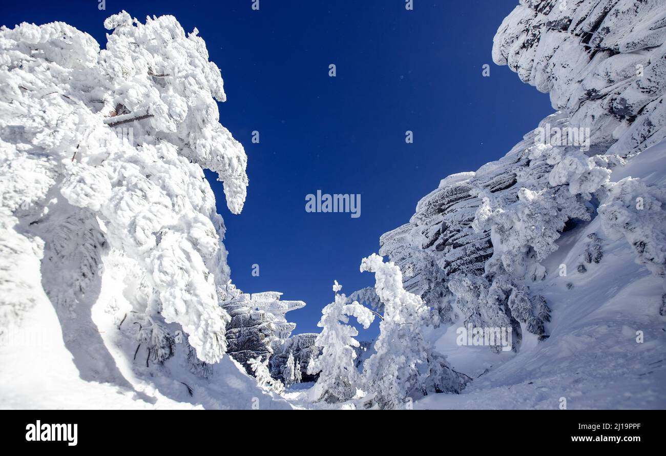 Beautiful winter view in dream, snow covered spruce and frozen sheer ...