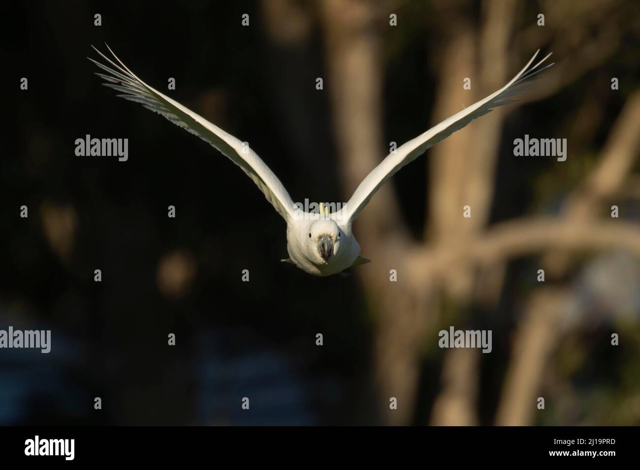 Sulphur-crested cockatoo (Cacatua galerita) adult bird in flight ...