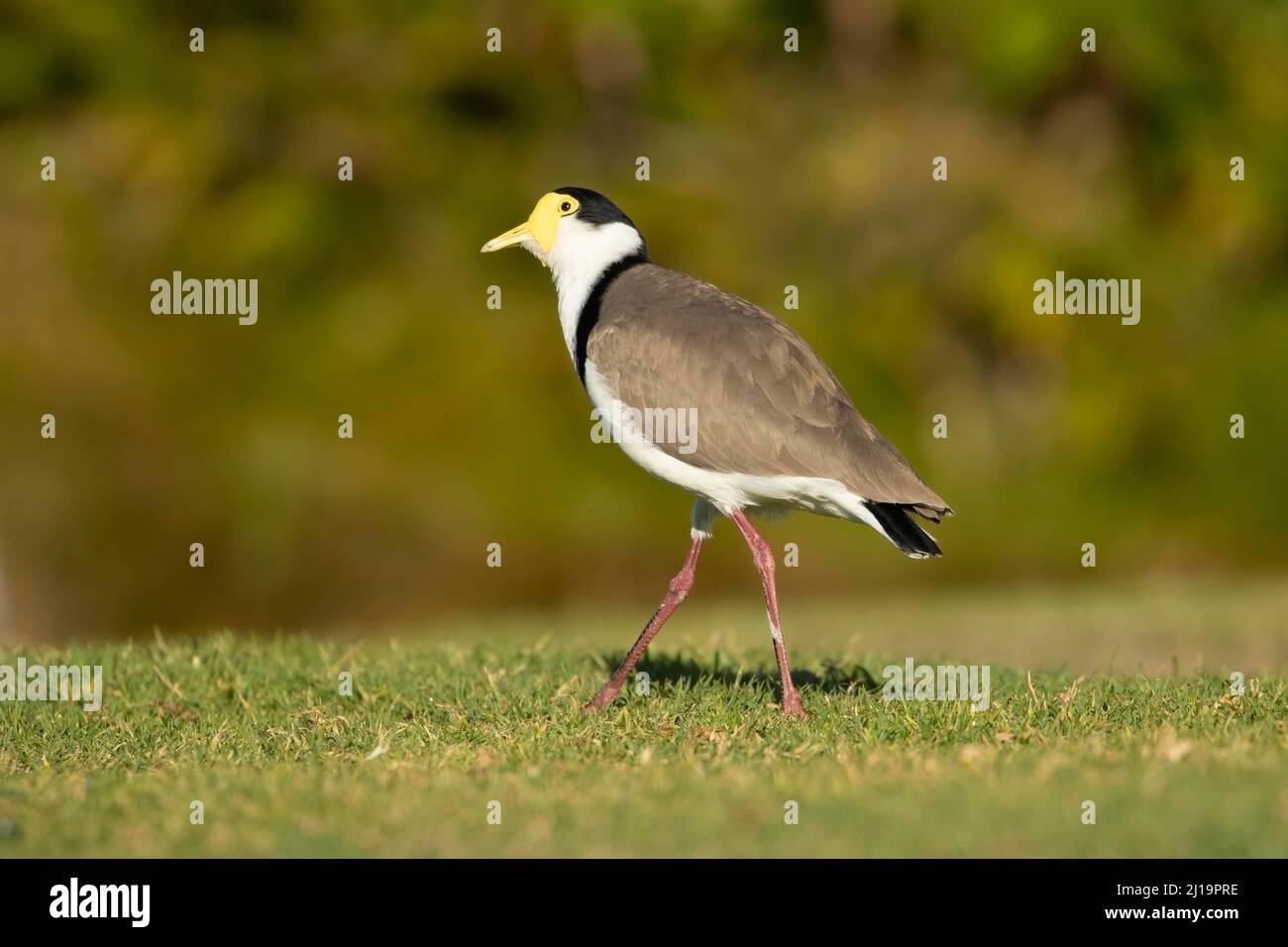 Masked lapwing (Vanellus miles) adult bird on a grass lawn, Royal ...