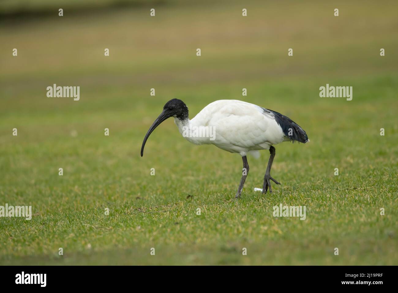 Ibis bird sydney australia hi-res stock photography and images - Alamy