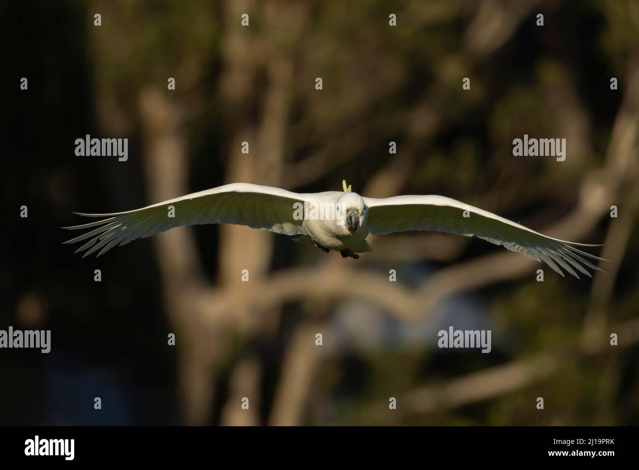 Sulphur-crested cockatoo (Cacatua galerita) adult bird in flight ...