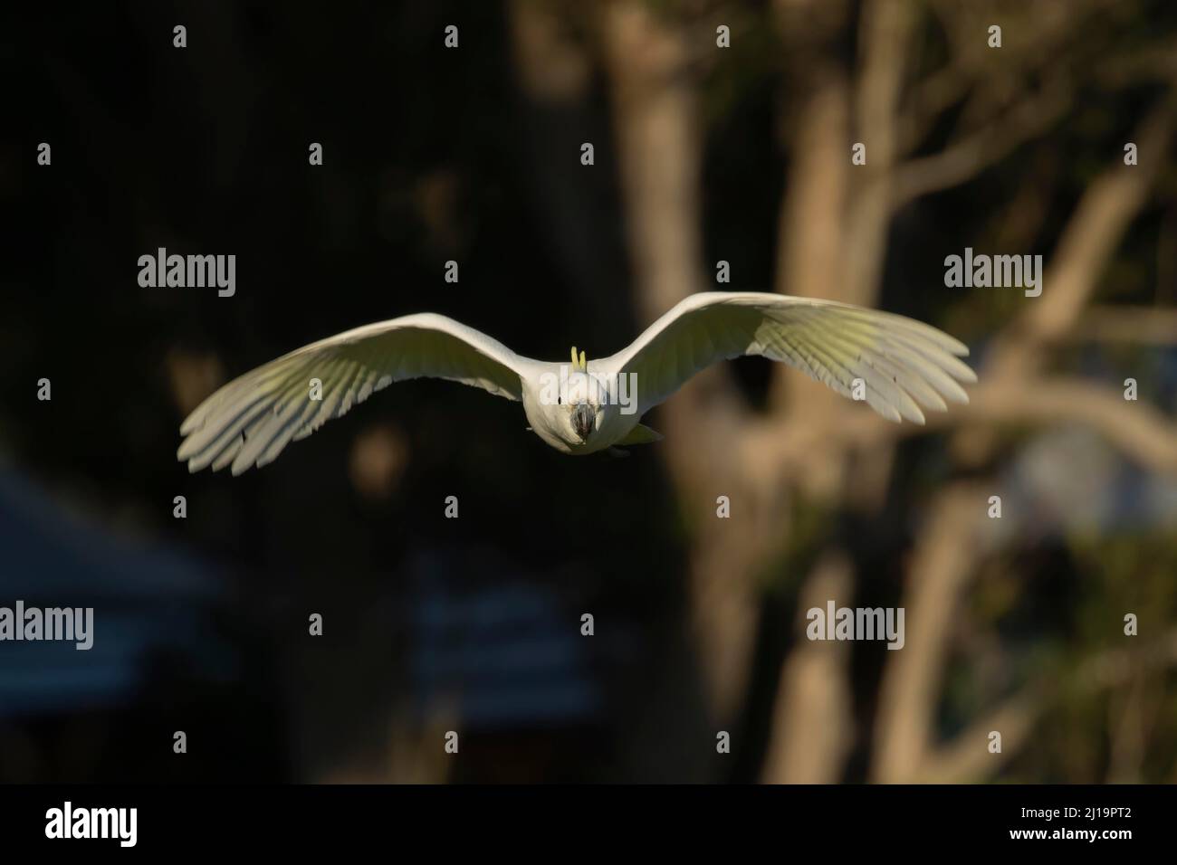 Sulphur-crested cockatoo (Cacatua galerita) adult bird in flight ...