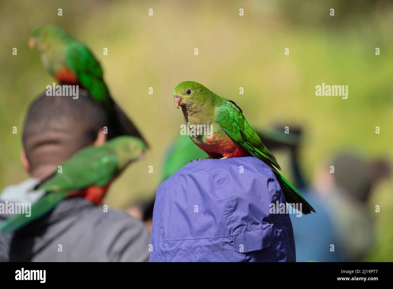 Australian king parrot (Alisterus scapularis) adult female bird on a ...