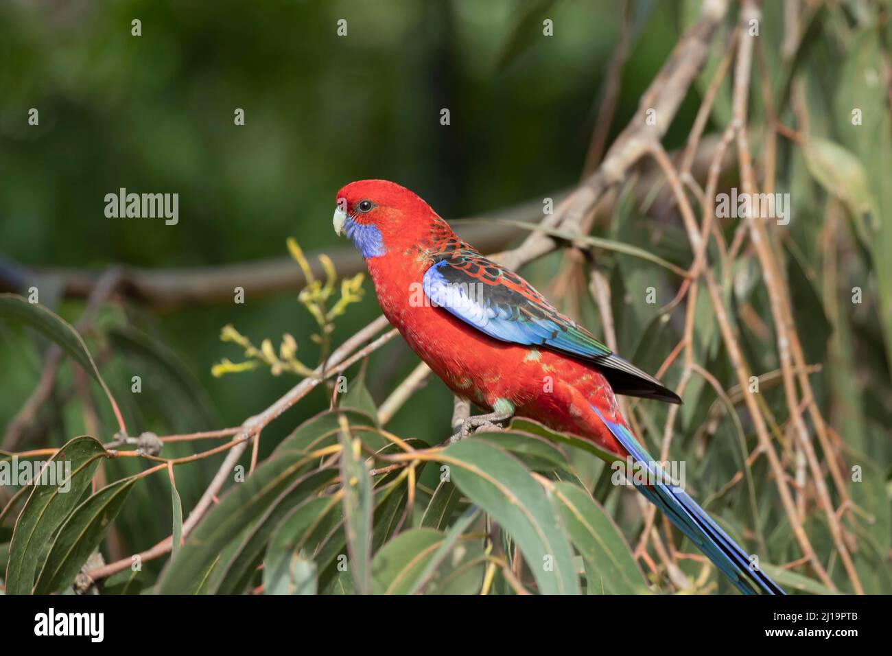 Blue-cheeked rosella (Platycercus adscitus) adult bird in a tree ...