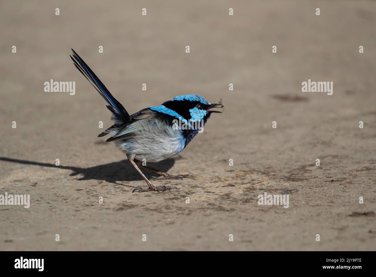 Fly eating bird hi-res stock photography and images - Alamy