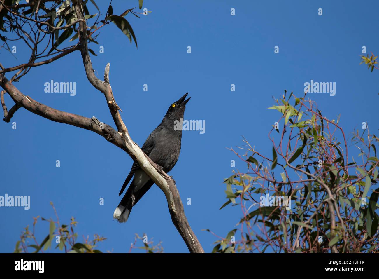 Magpie australia tree hi-res stock photography and images - Alamy