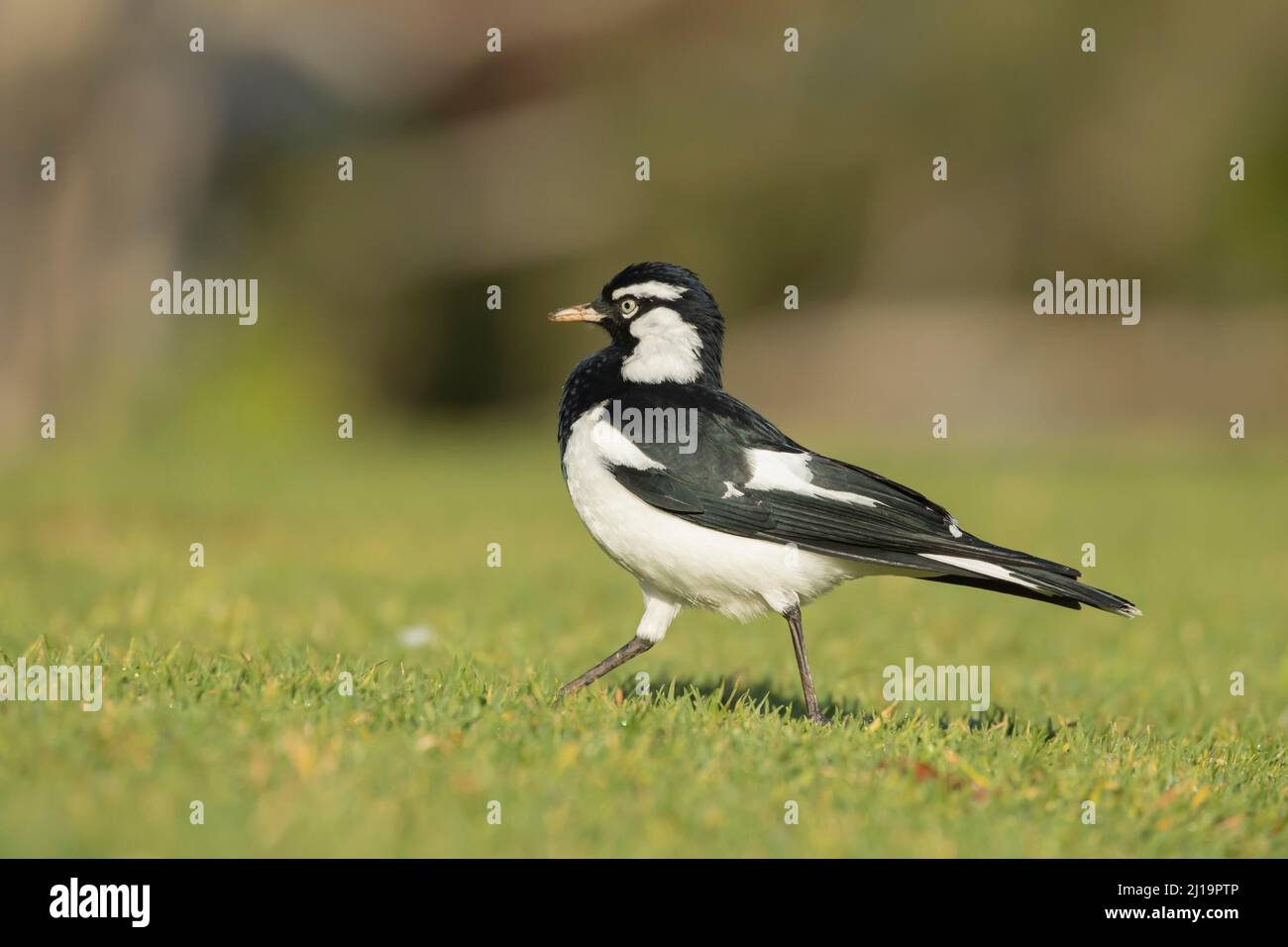 Magpie-lark (Grallina cyanoleuca) adult bird walking on a grass lawn ...