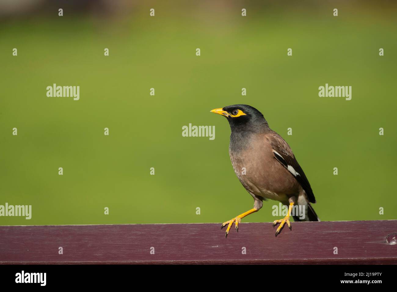 Common myna (Acridotheres tristis) adult bird sitting on a park bench ...