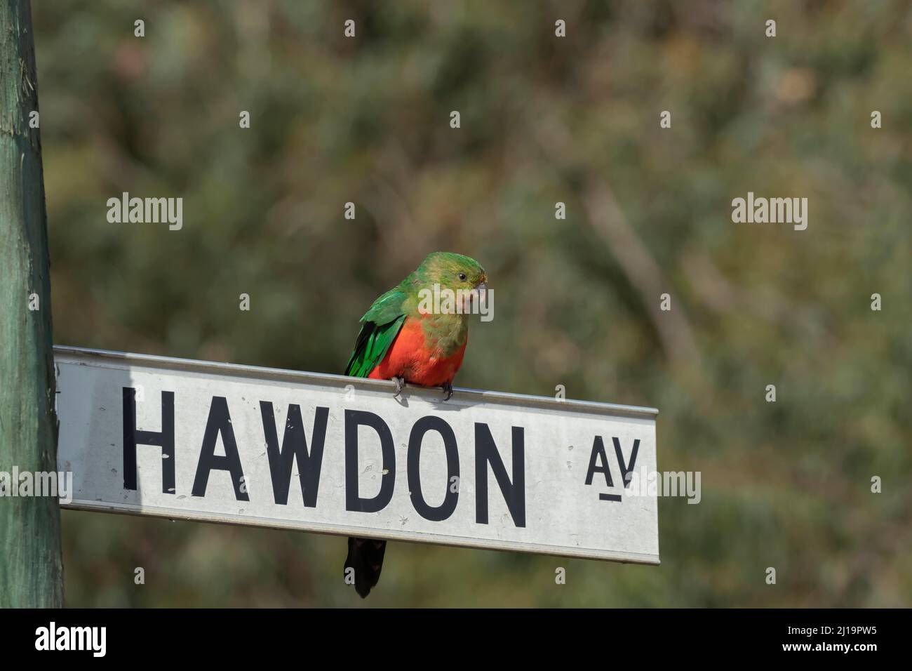 Australian king parrot (Alisterus scapularis) adult female bird on a ...