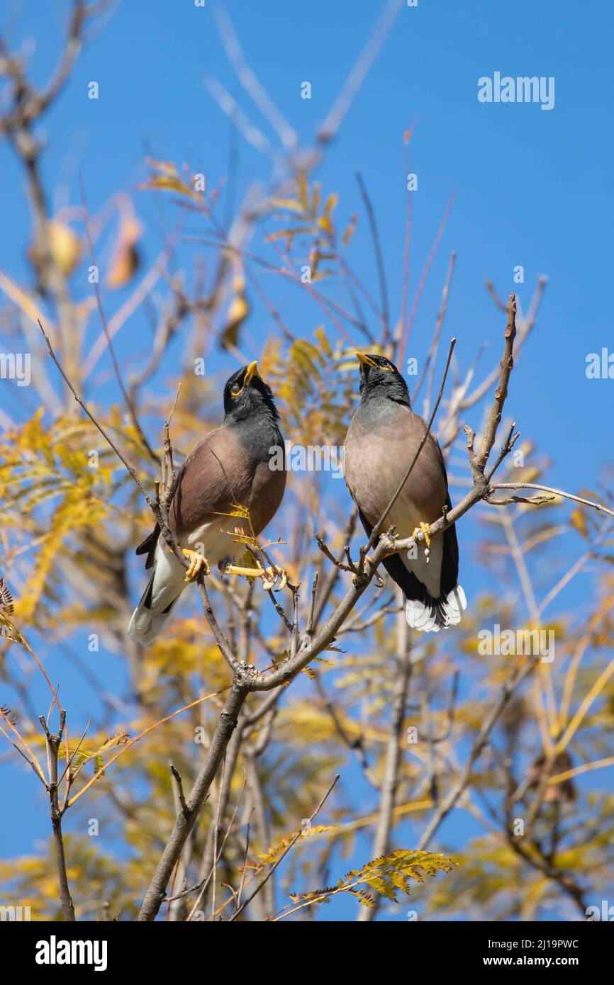 Common myna (Acridotheres tristis) two adult birds in a tree, Melbourne ...