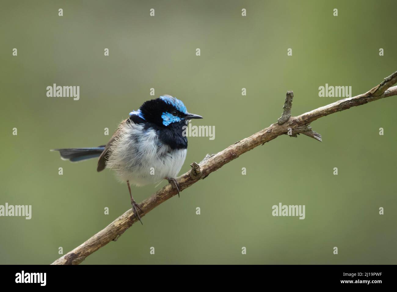 Superb fairy-wren (Malurus cyaneus) adult bird sitting on a tree branch ...