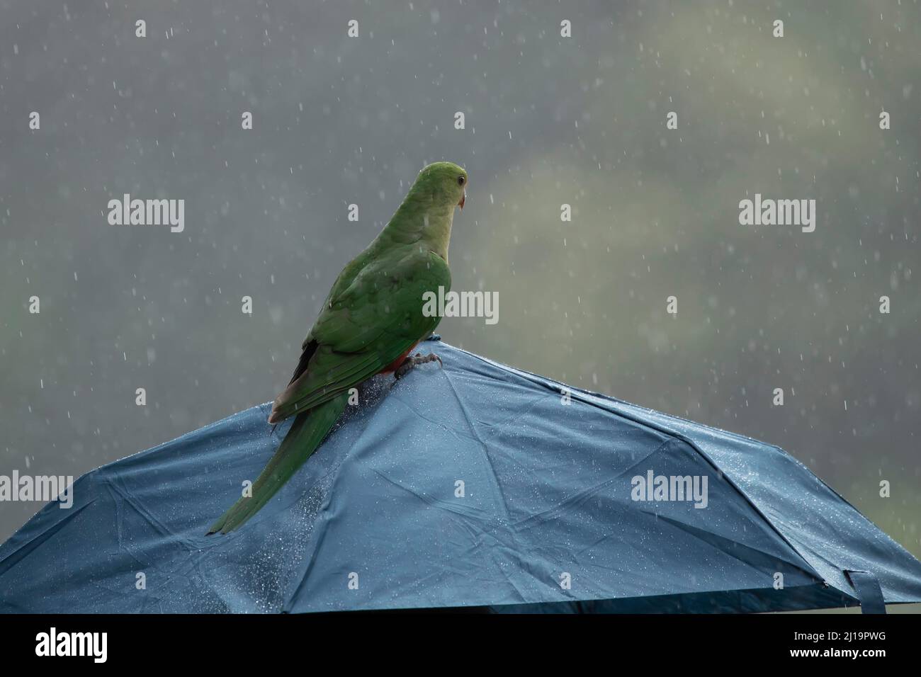 Australian king parrot (Alisterus scapularis) adult bird on an umbrella ...