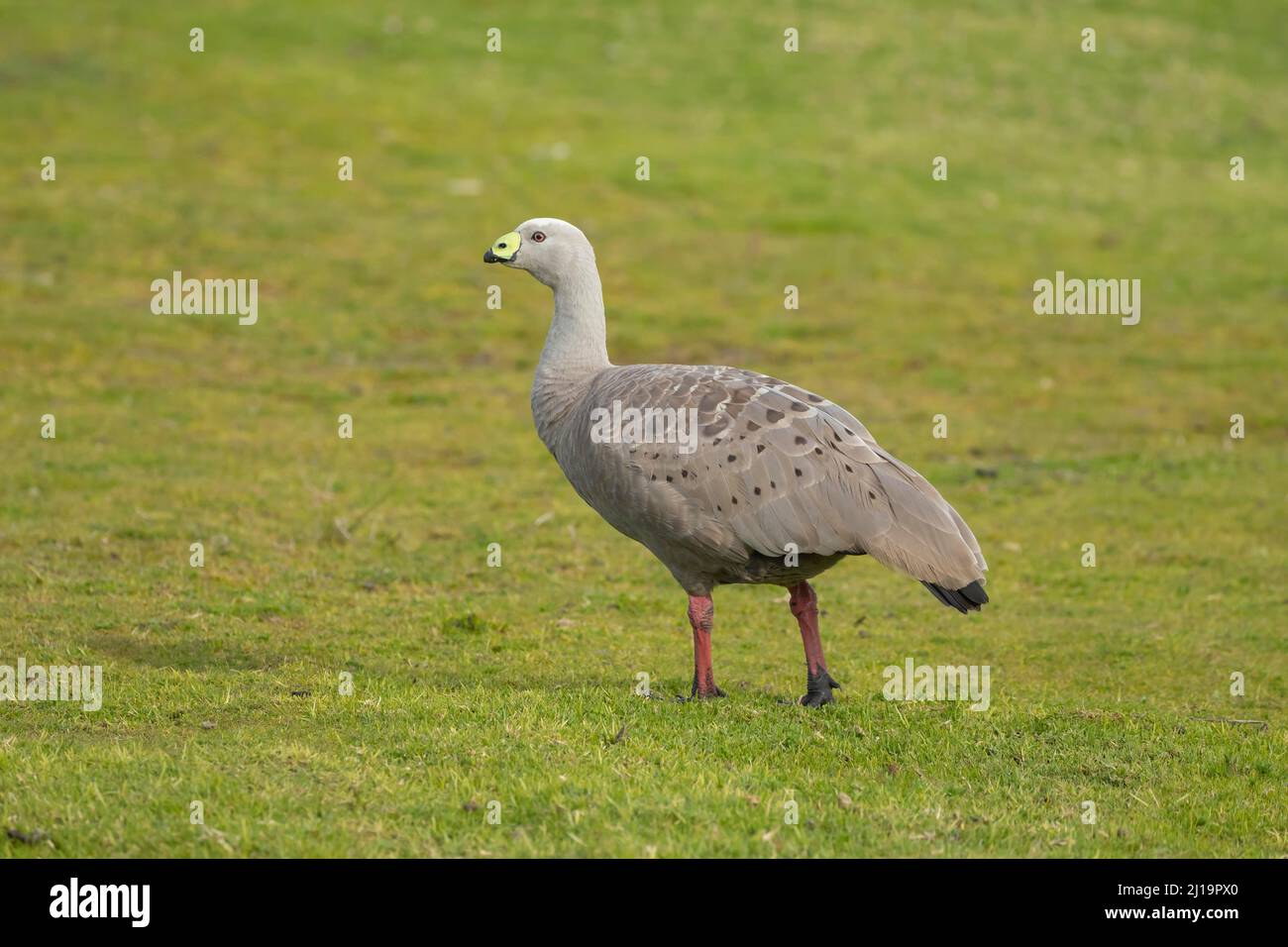 Australian goose hi-res stock photography and images - Alamy