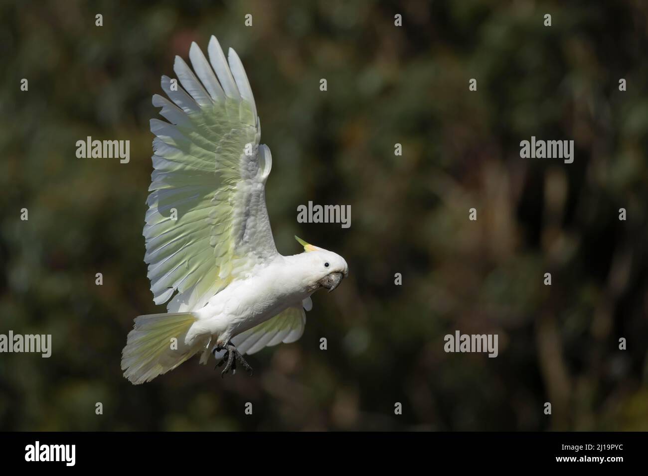 Sulphur-crested cockatoo (Cacatua galerita) adult bird in flight ...